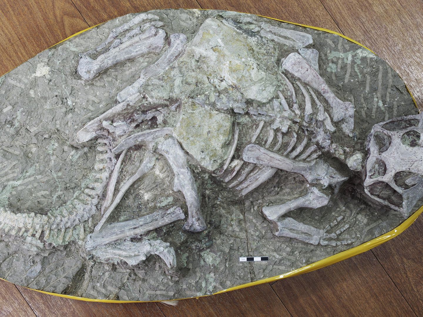 Louisville Fossils And Pseudofossils Pompeii Italy