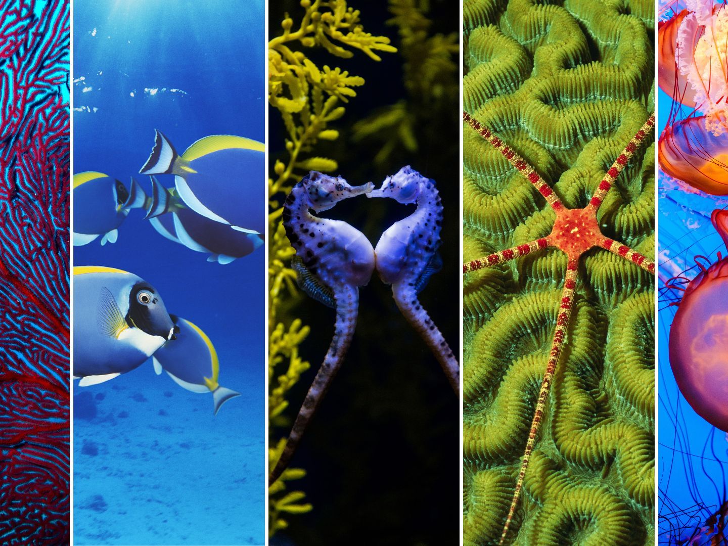 Colorful Ocean Creatures