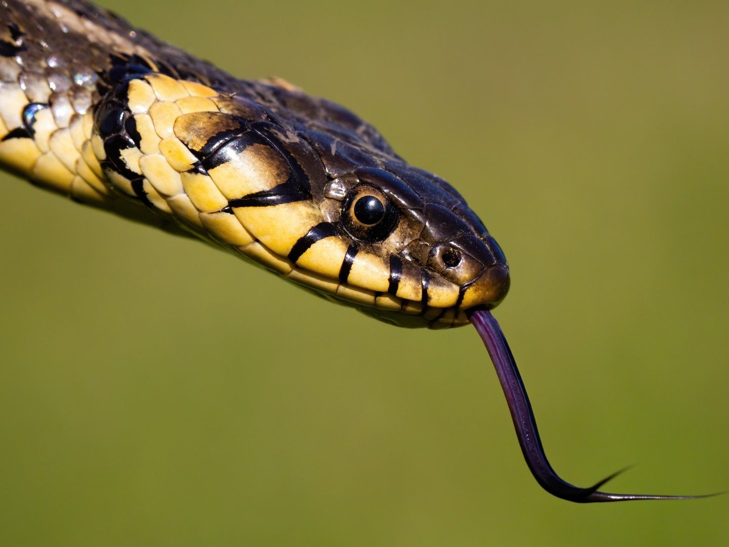 Why Do Cats Hiss Like Snakes - Infoupdate.org