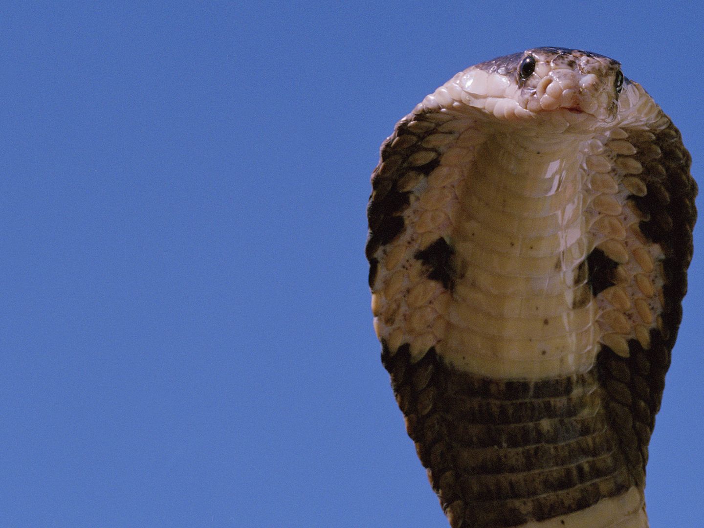 King Cobra Snake 5 Head