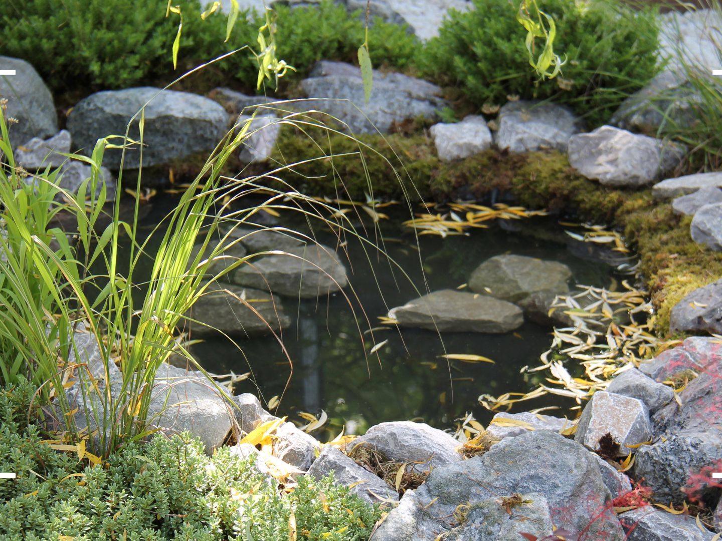 Small Pond Ideas