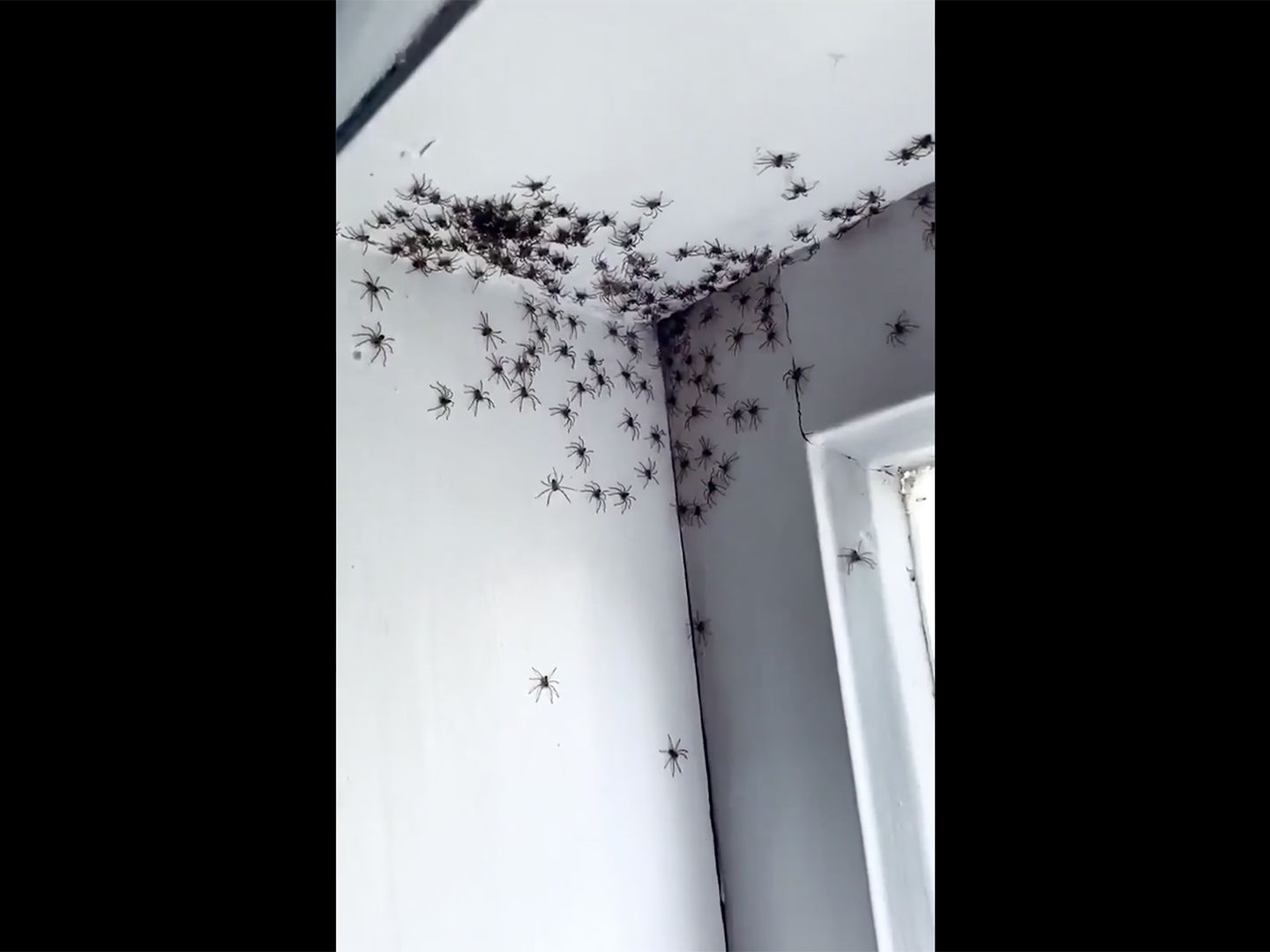 Swarm Of 50 Baby Huntsman Spiders Invade Australian Home Country