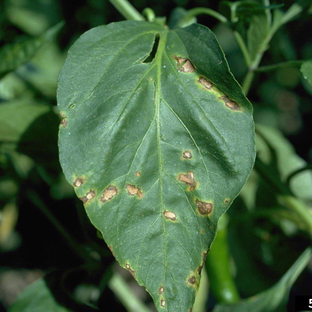 Bacterial Leaf Spot On Peppers