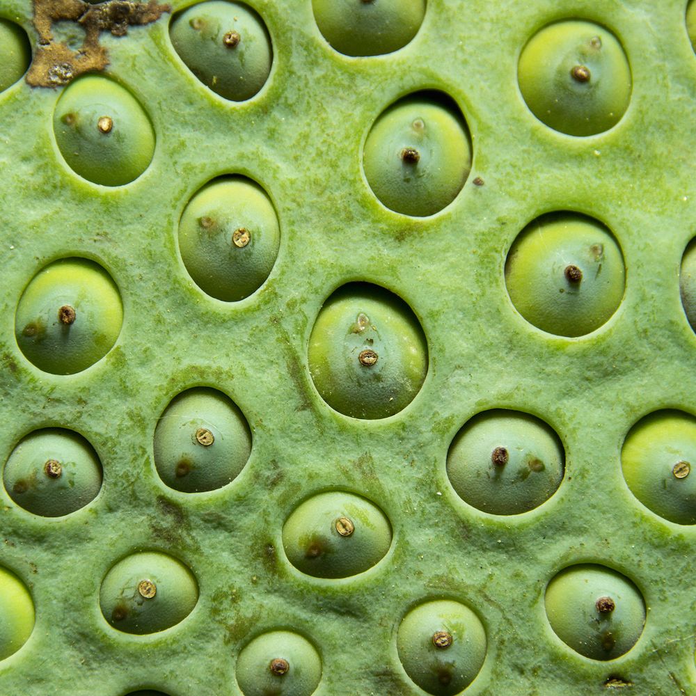 Real Trypophobia