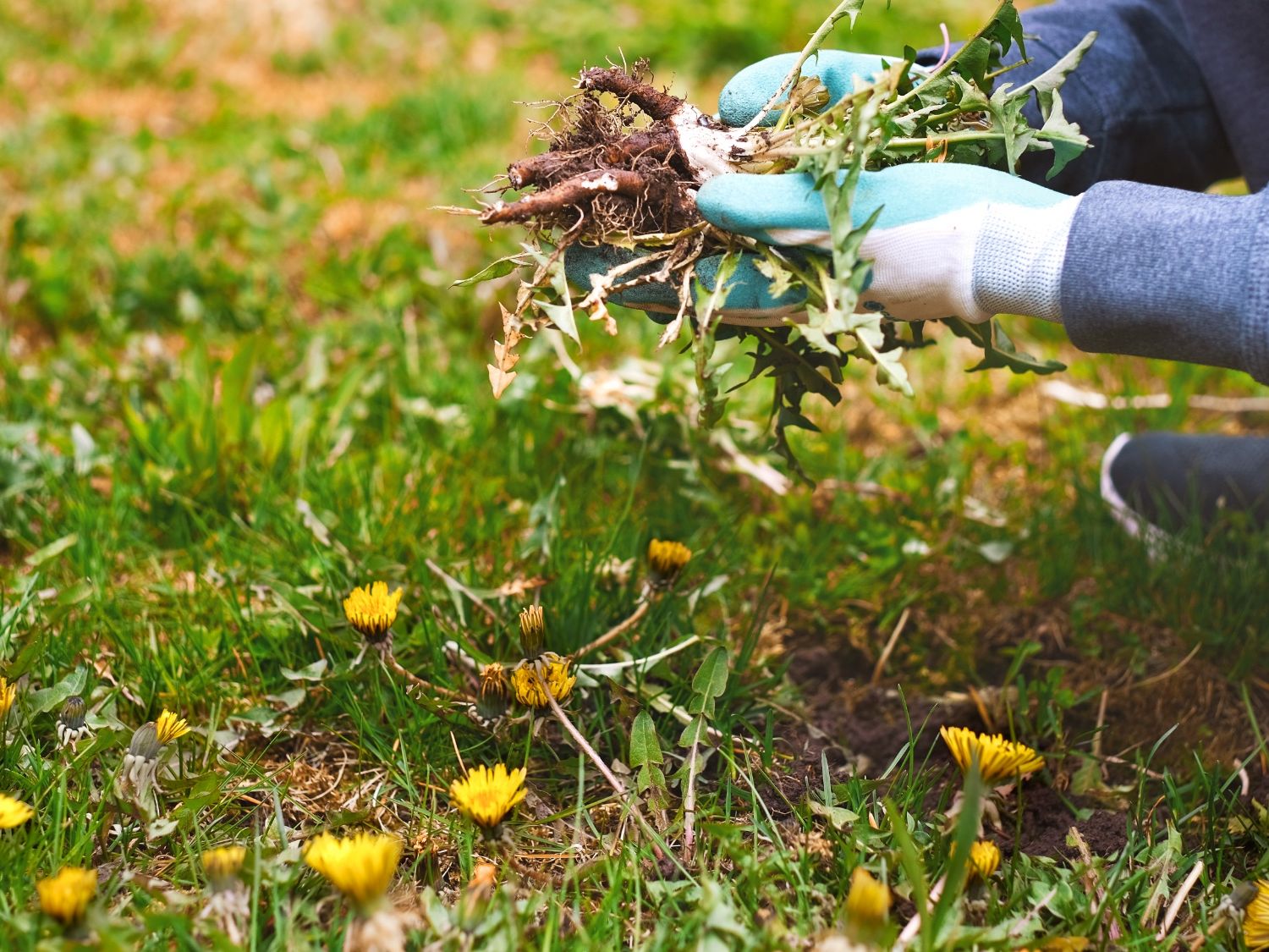Weeds Taking Over? Here’s How to Win the Battle - Boyers Lawn Care