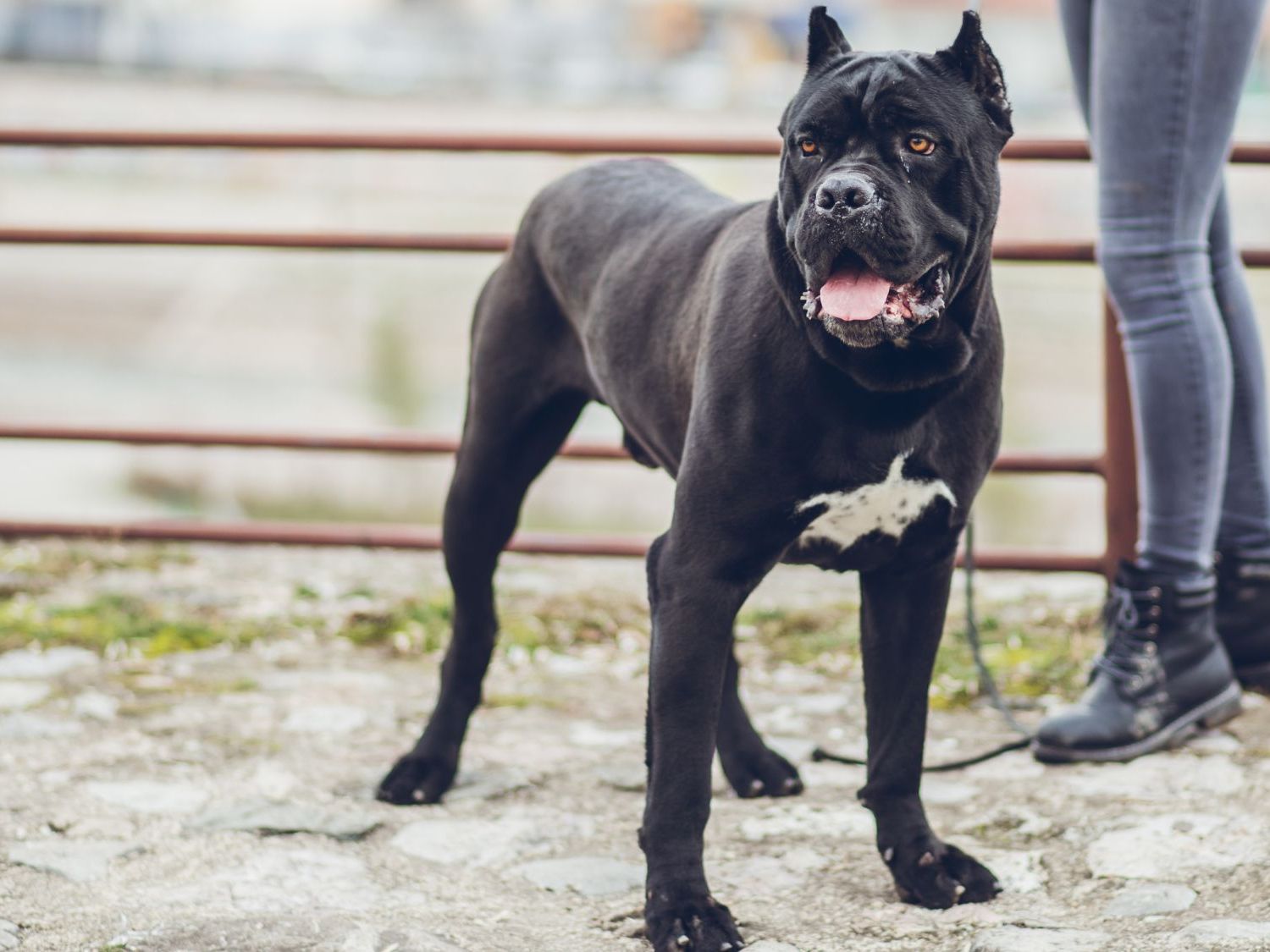Cane Corso Mastiff Hest The Reliable Best Cane Corso Dog