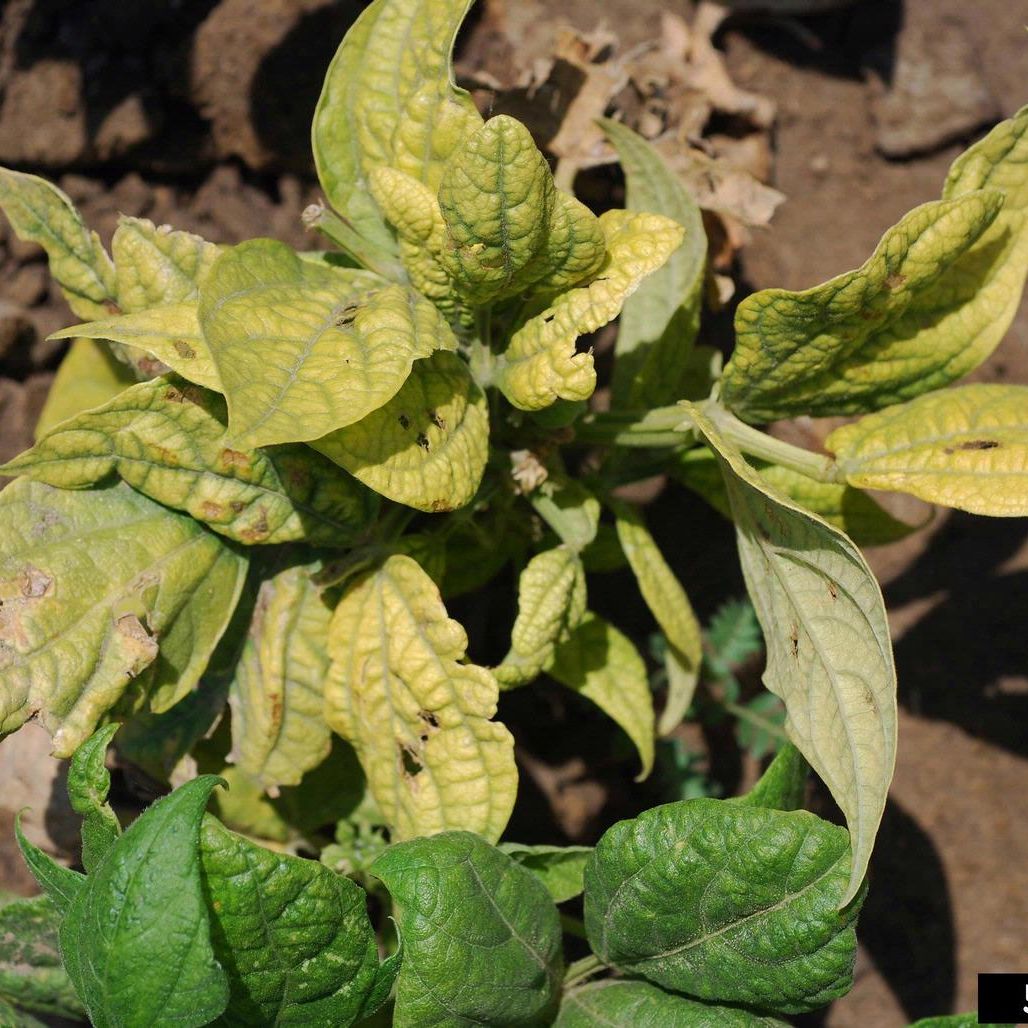 Green Bean Leaves Turning Yellow