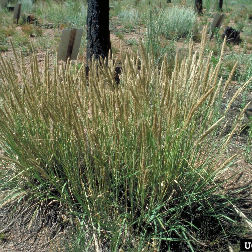 June Grass Identification Minnesota Seasons June Grass