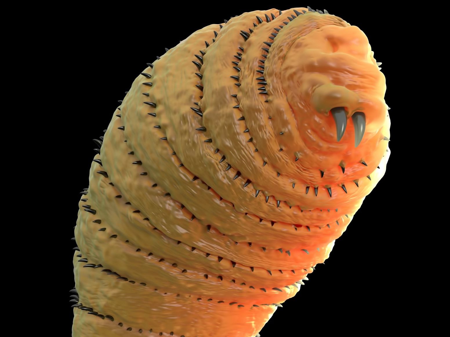 Horse Bot Fly Larvae