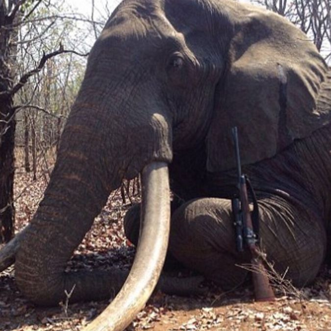 Largest Elephant Ever Killed It Took Years To Solve The Mystery