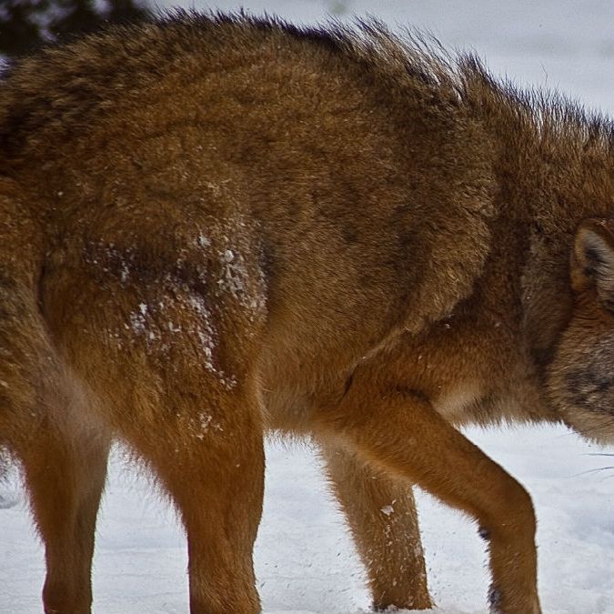 Coyote Rev Hybrid Coyote PATHWAY Gents's Front Suspension MTB Bike