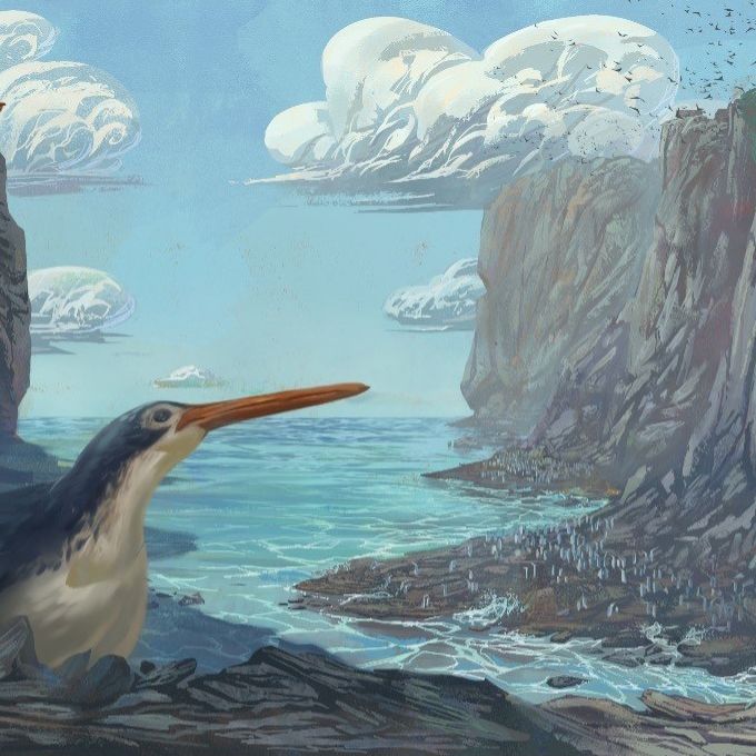 Extinct Giant Penguin