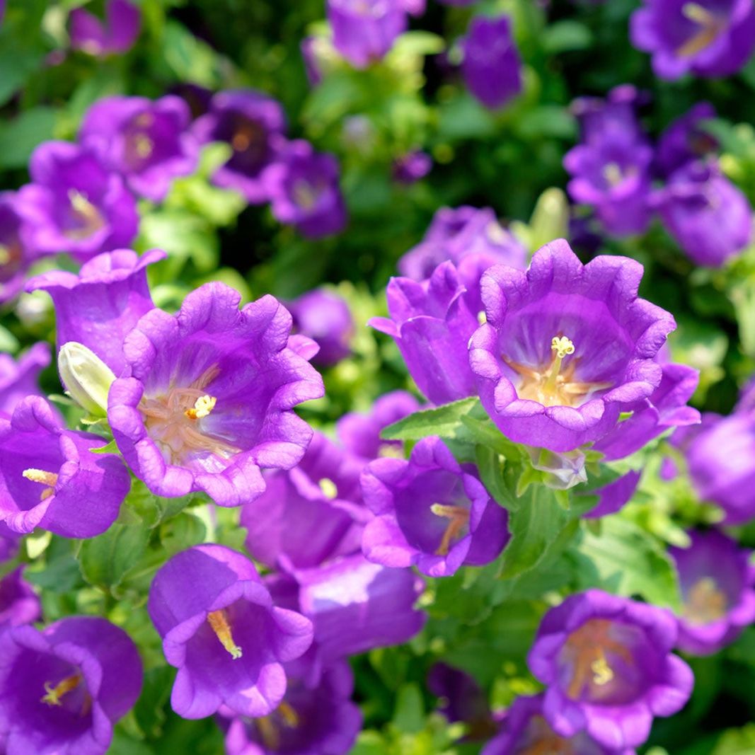 Canterbury Bells Perennial Flowers