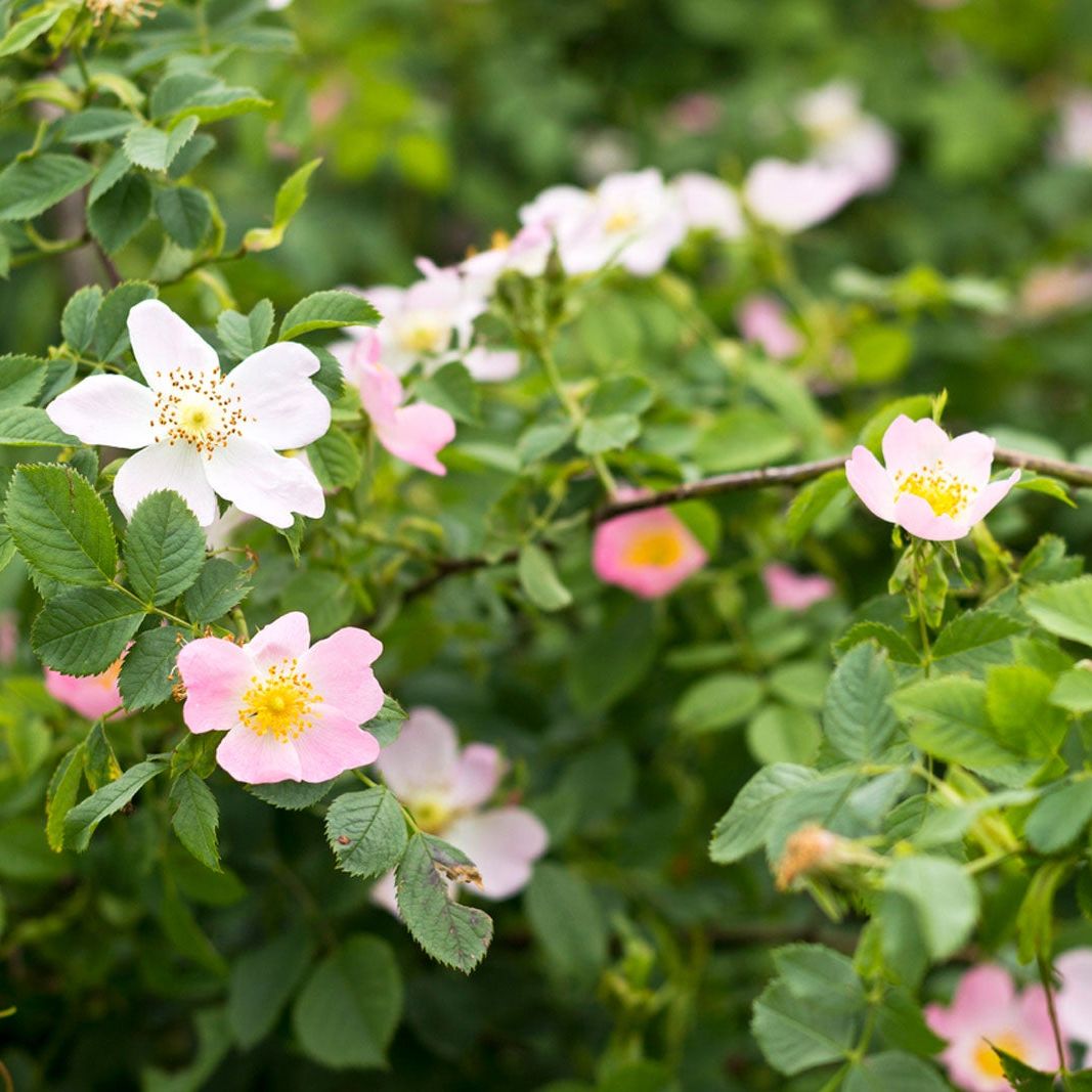 What Does A Rose Bush Look Like - Infoupdate.org