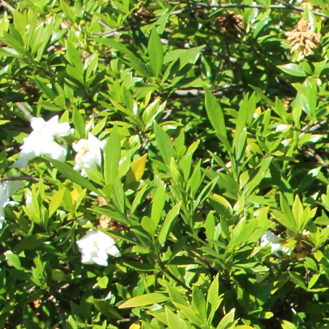 Dwarf Gardenia Plant