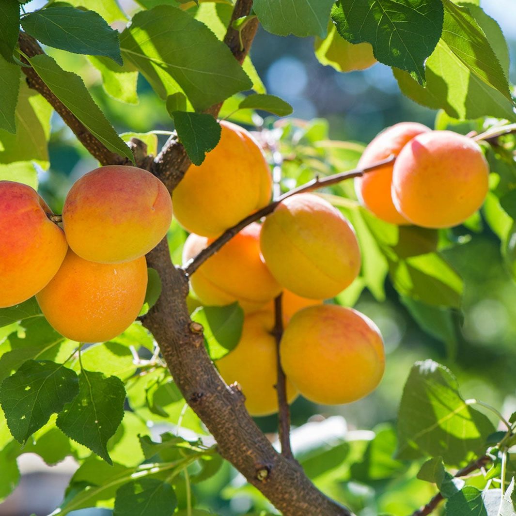 Apricot Tree