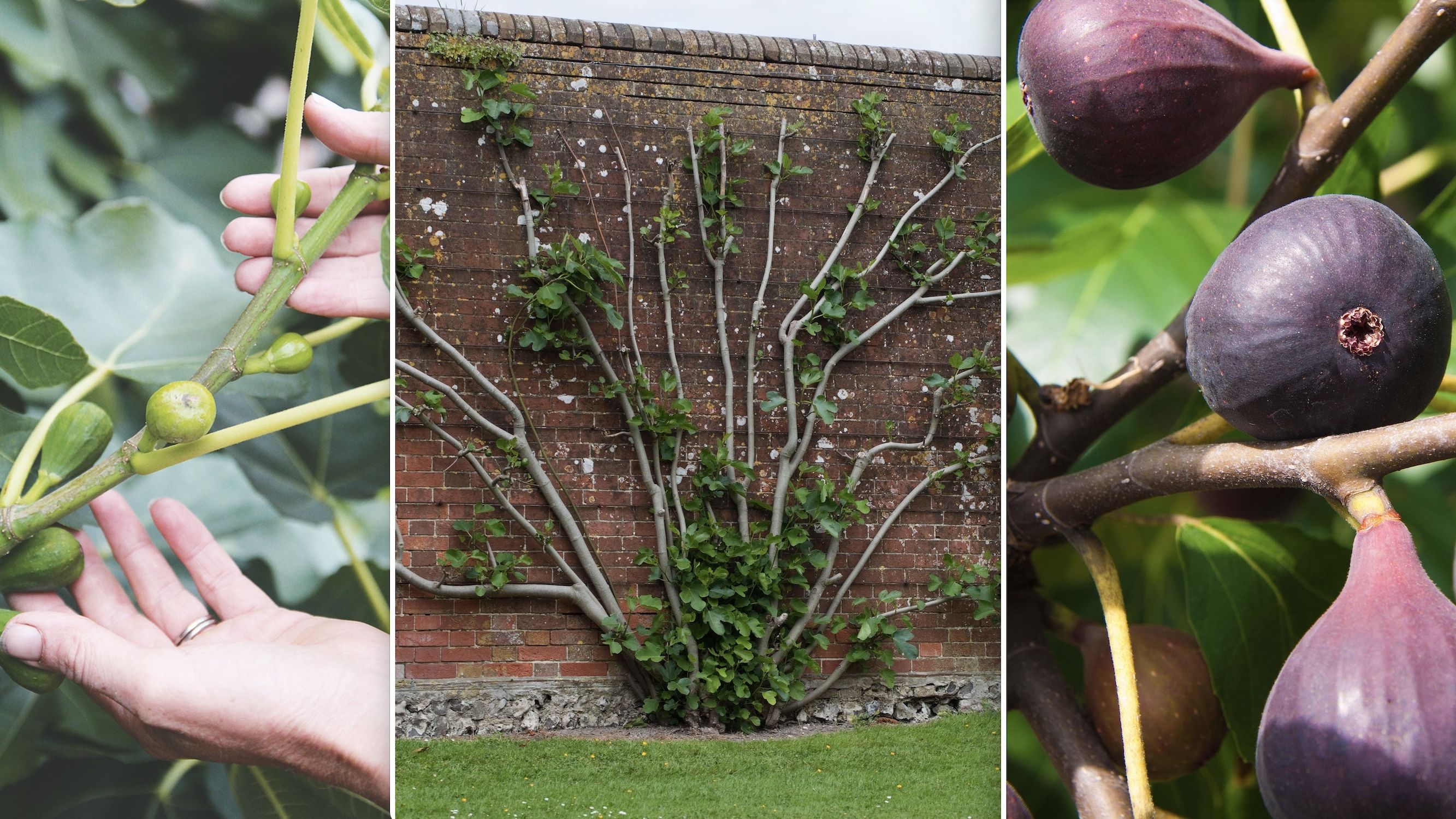 Fig Fruit Tree