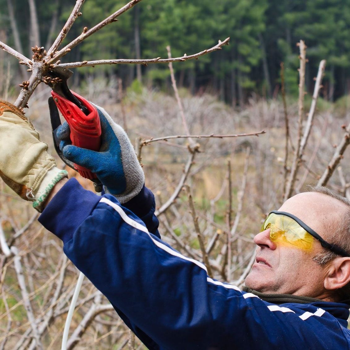 Trimming Pruning Cherry Trees