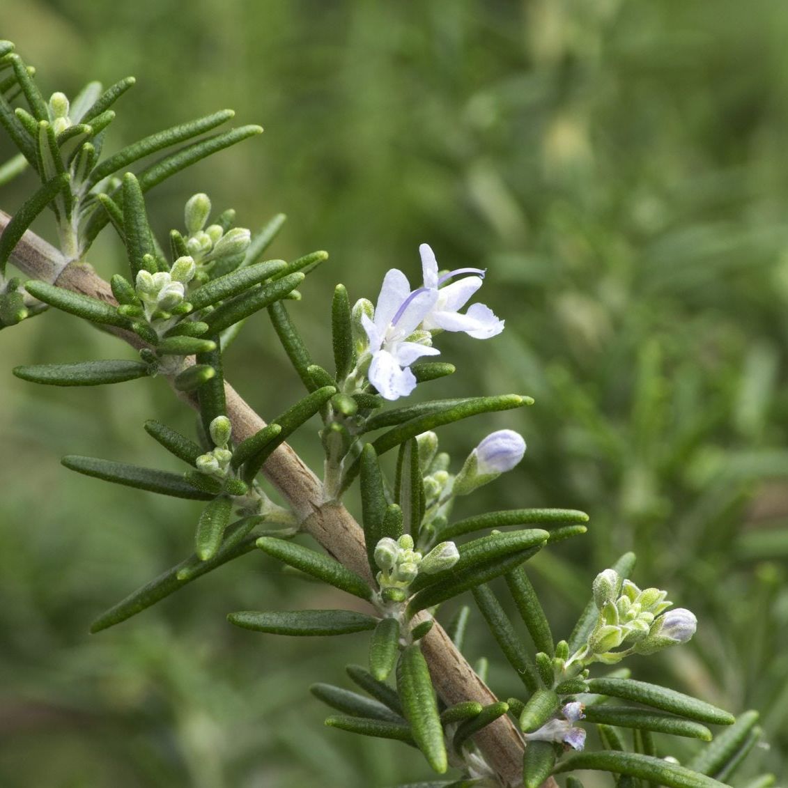 Two Types Of Rosemary - Infoupdate.org