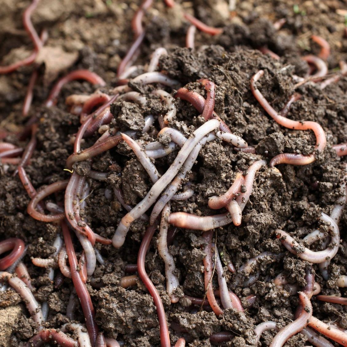 Types Of Worms In Compost