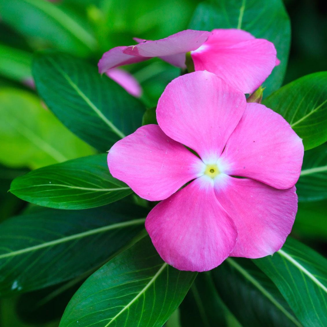 Periwinkle Plant Catharanthus Roseus, Rose Periwinkle (0.35m) – Noah
