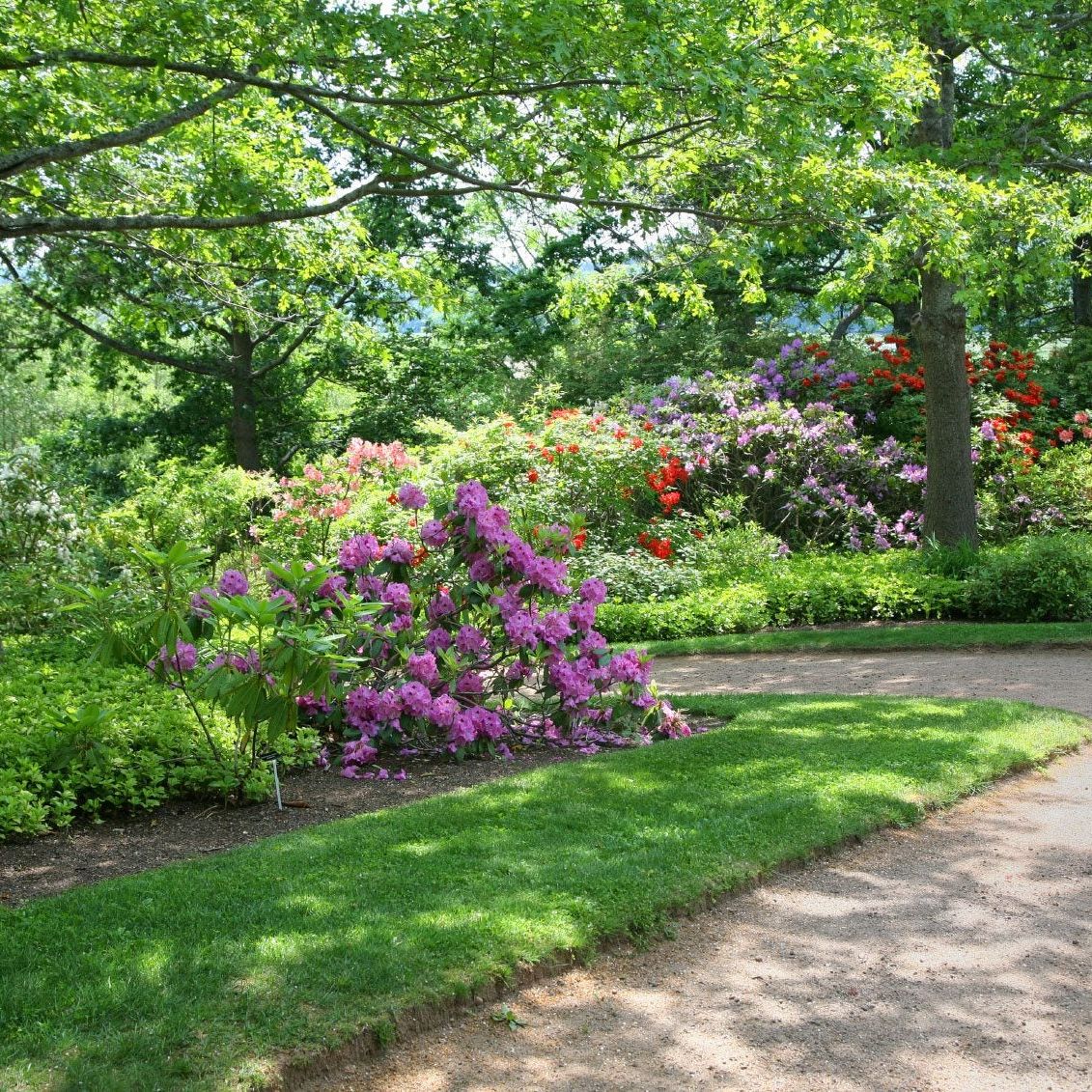 Plants That Grow In Partial Shade