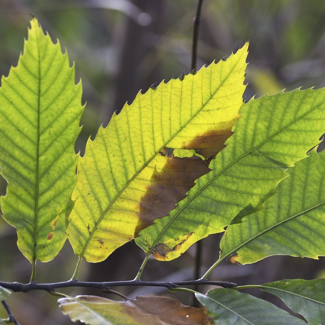 What Is Leaf Venation Name Its Types And Exles Of Plants And Trees ...