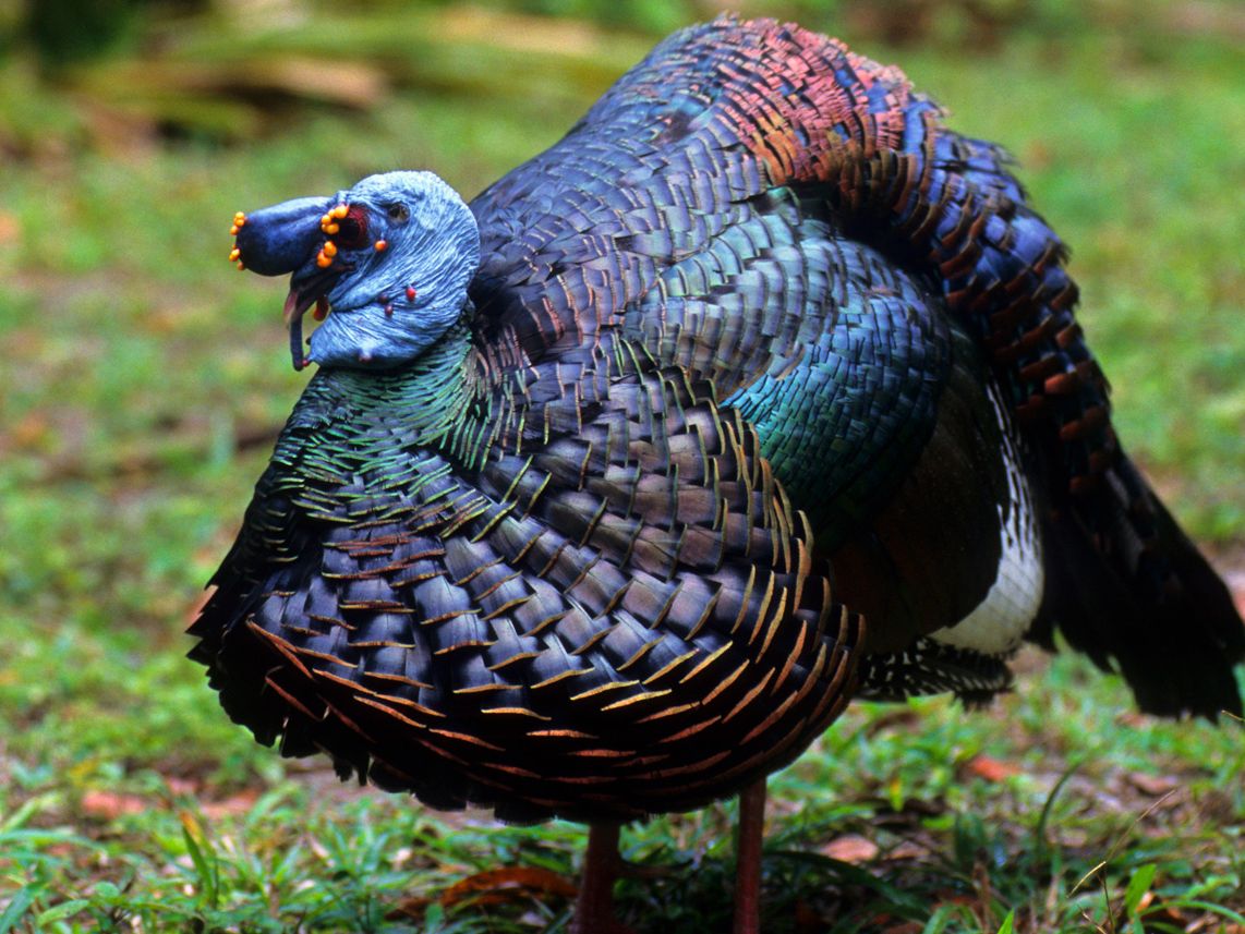 Ocellated Turkey Spurs