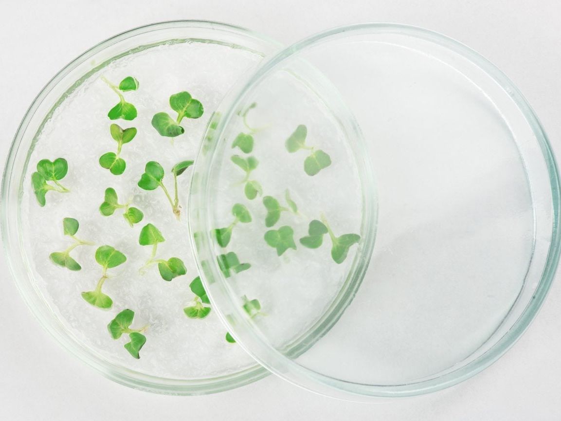 Soil Agar Plate