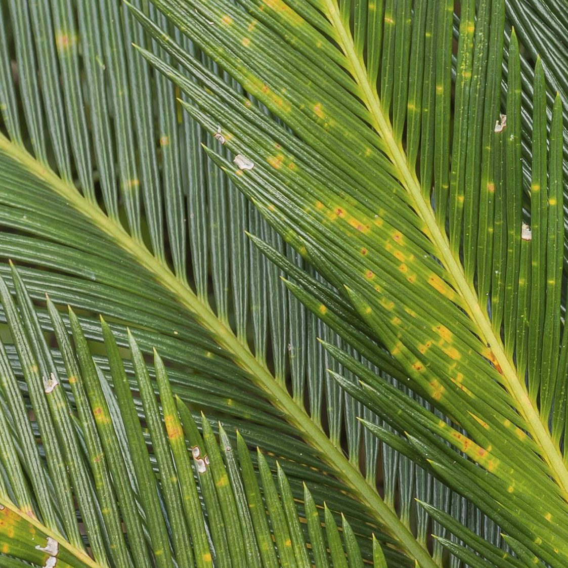 Treat Scale On Sago Palm
