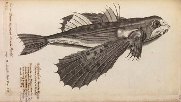 Isaac Newton Fish Quotes Should A Charge Of Plagiarism Ruin Your Life?