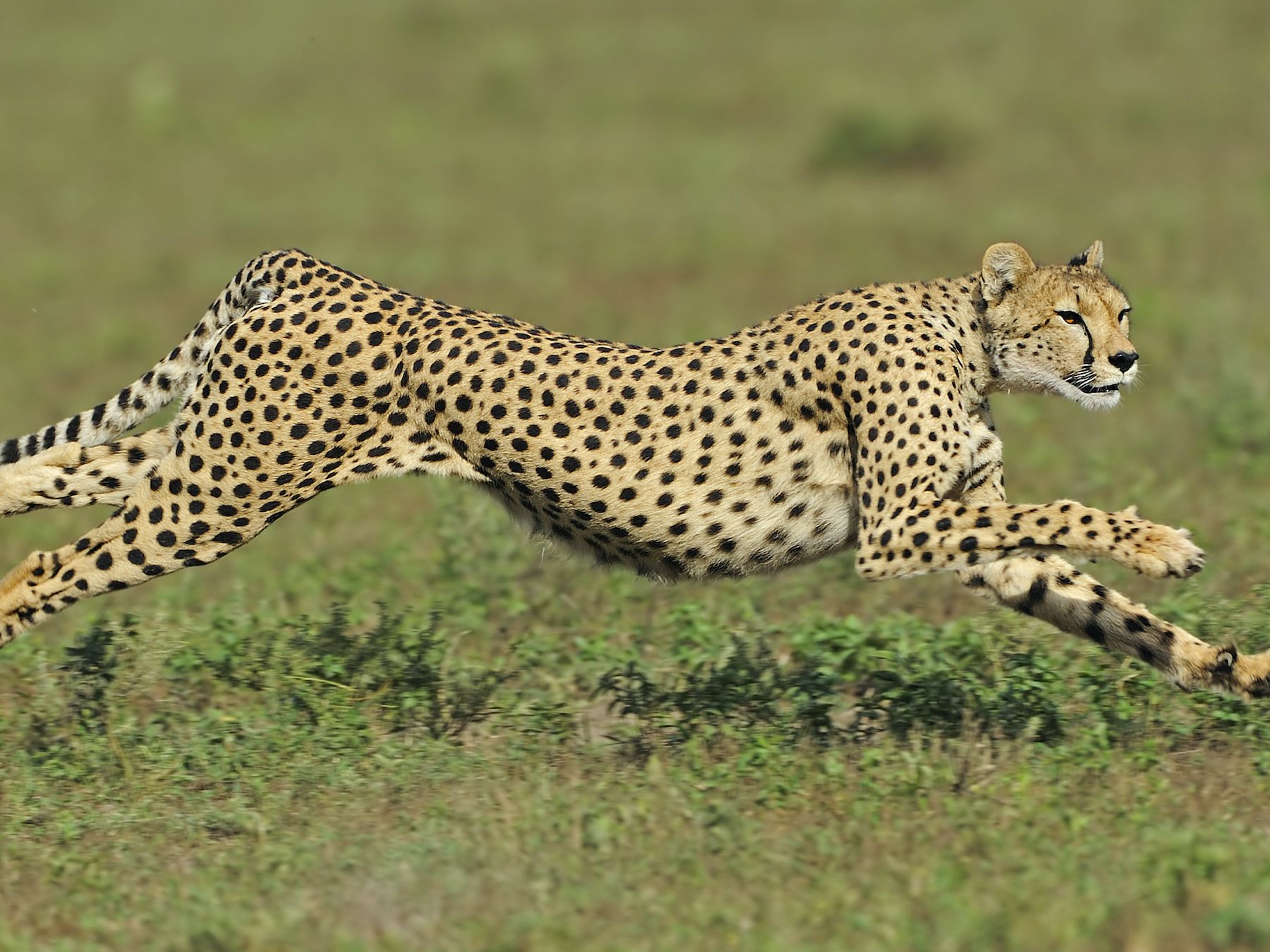 Animal Going Fast