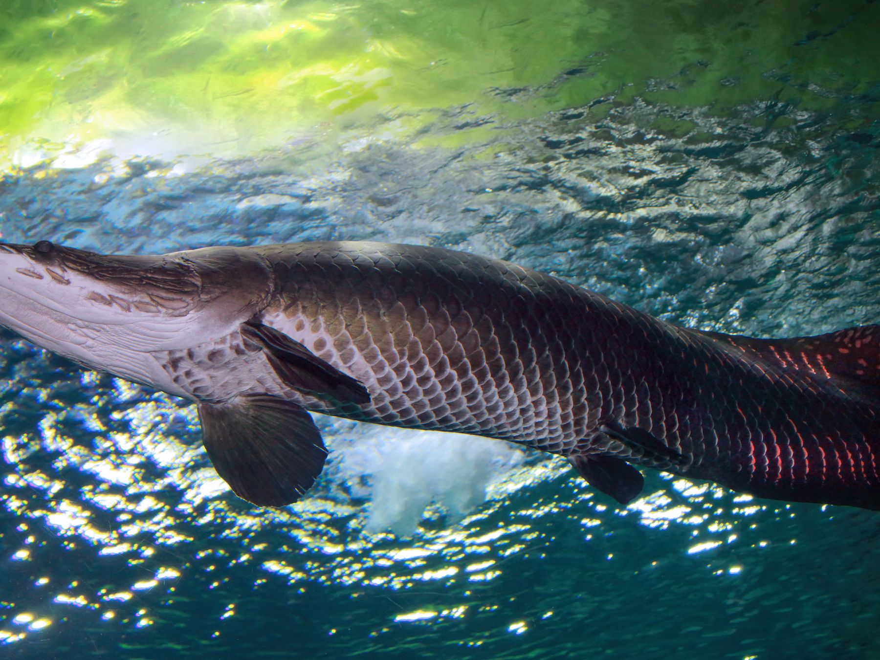“The Majestic Arapaima: The Giant Predator of the Amazon River, Master ...