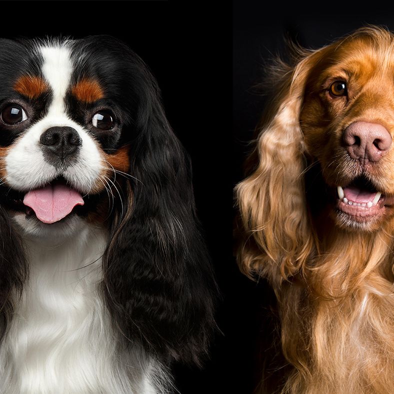 Incrocio Di Cavalier King Charles Spaniel E Cocker Spaniel Cockalier