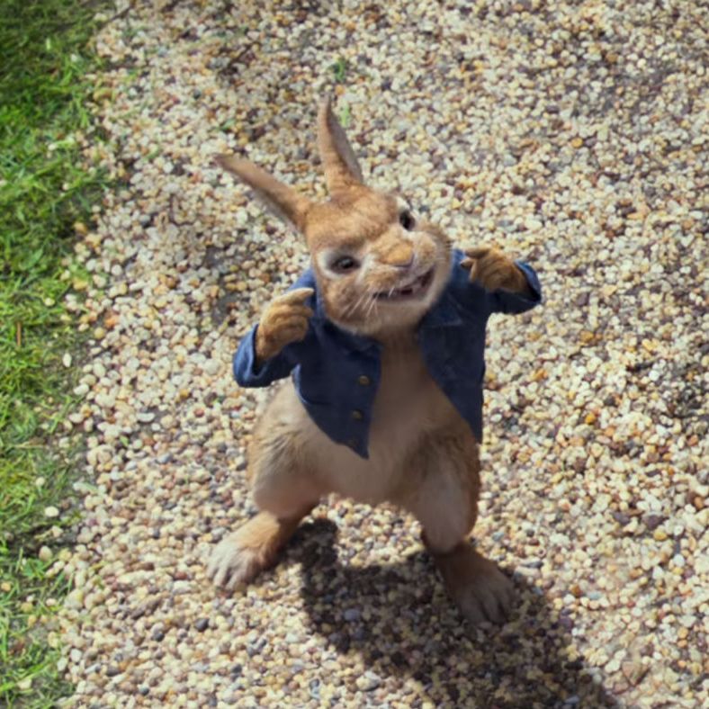 Peter Rabbit Angry Face