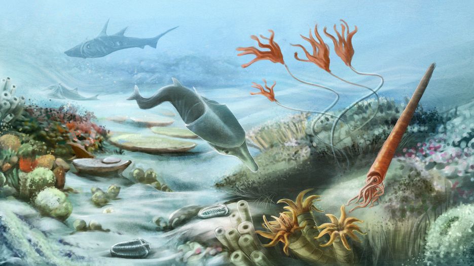 Devonian Period Coral