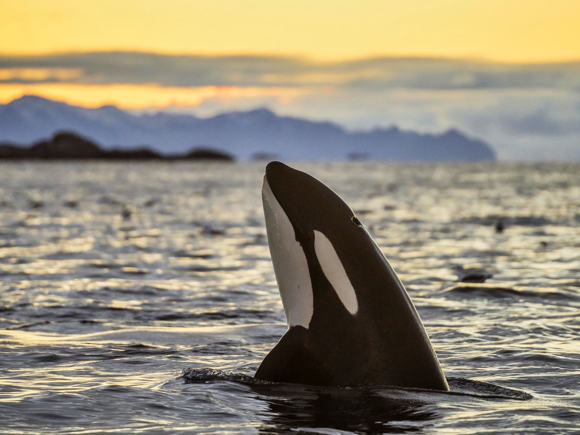 Orca Underwater Wallpaper
