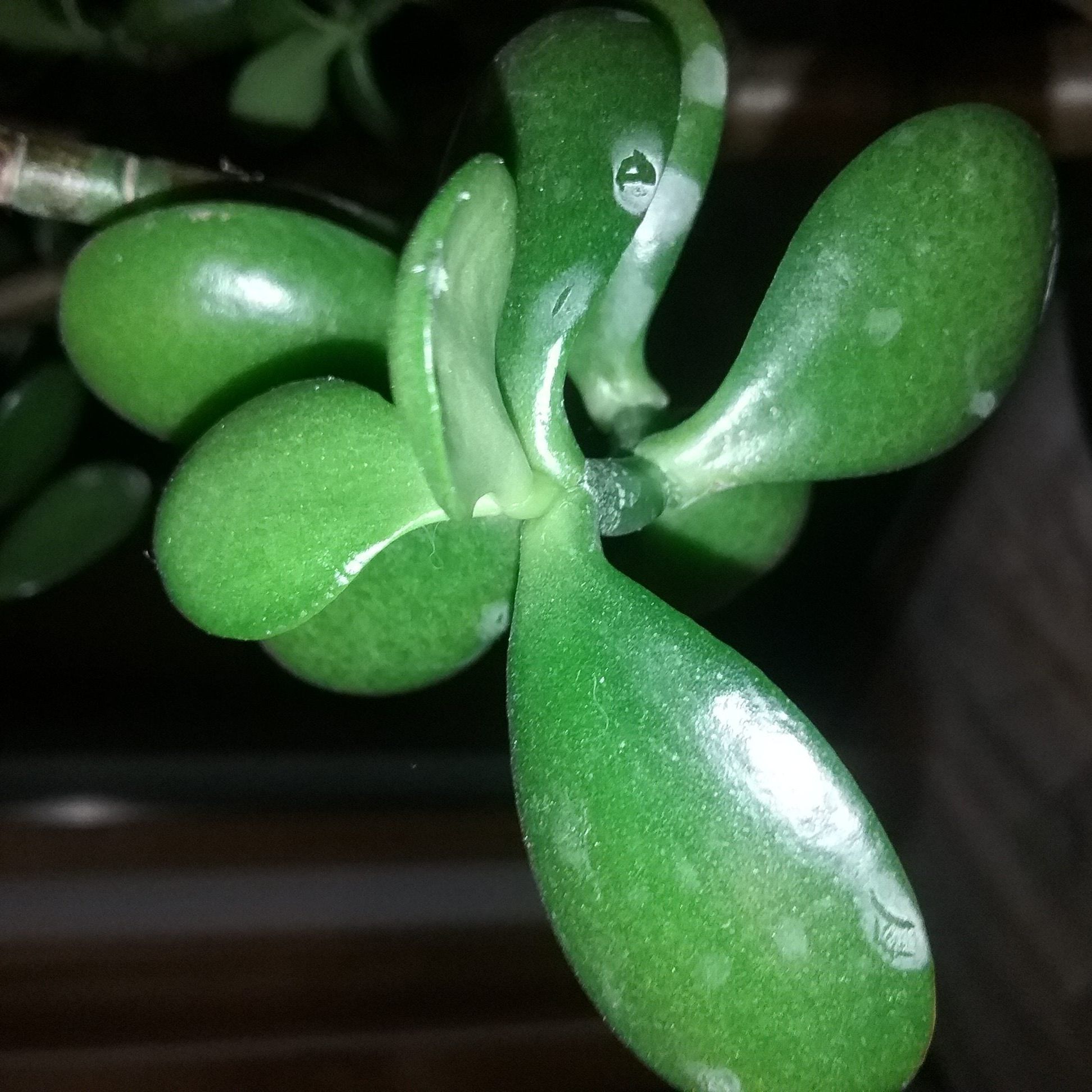 White Bugs On Jade Plant
