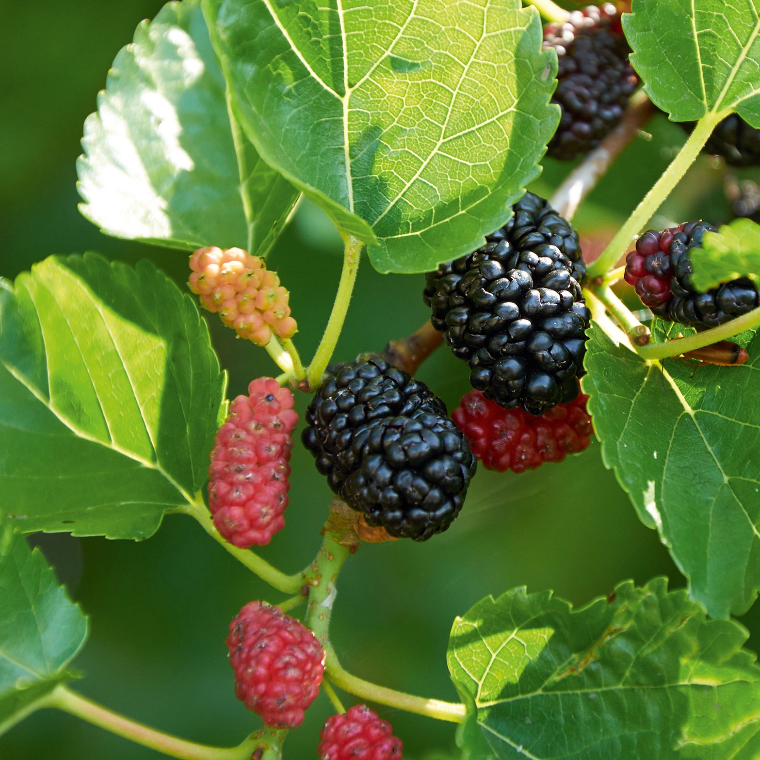 Blackberry Vs Mulberry