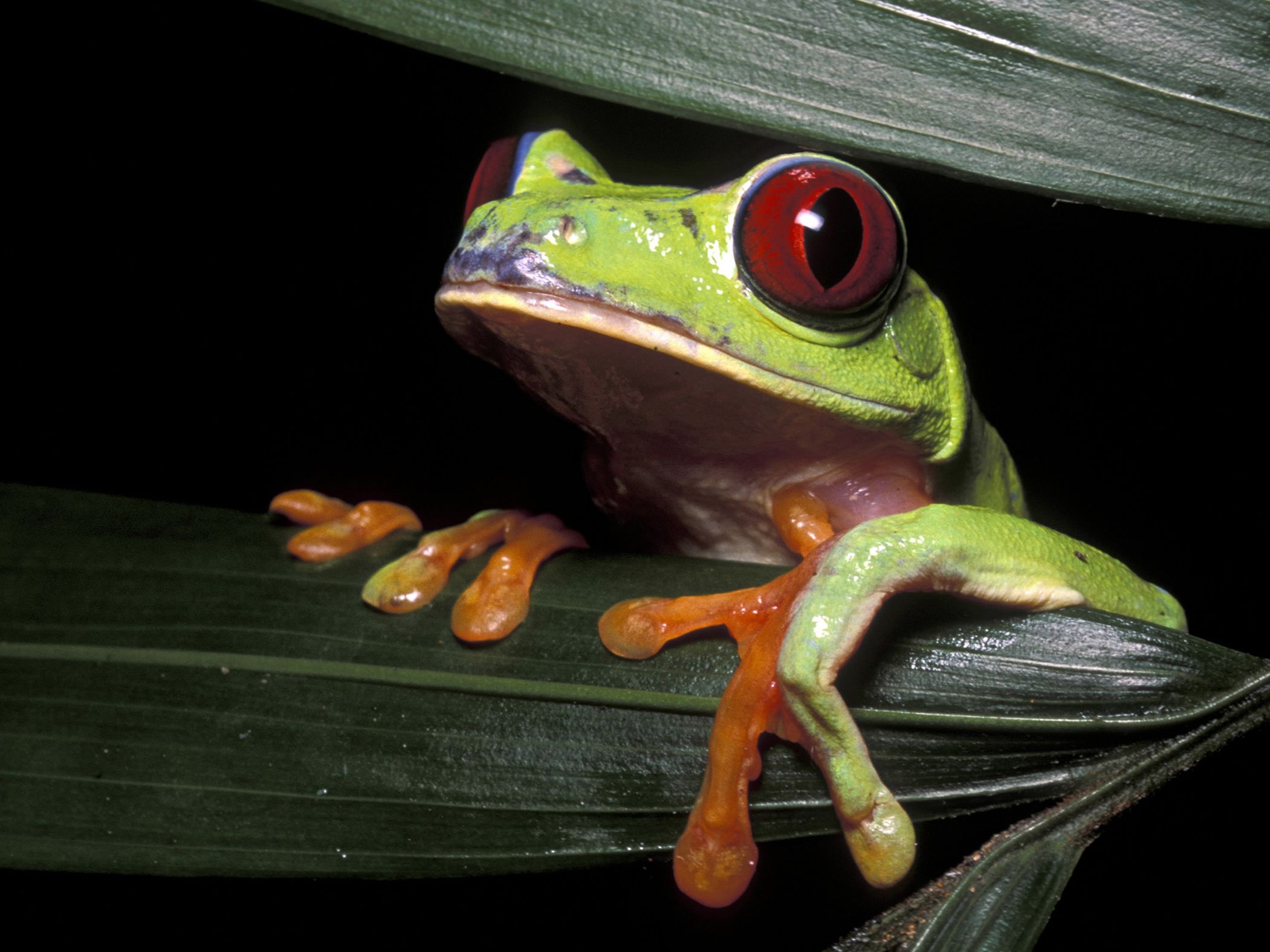 Toad Toad Vs Torbaill Frog