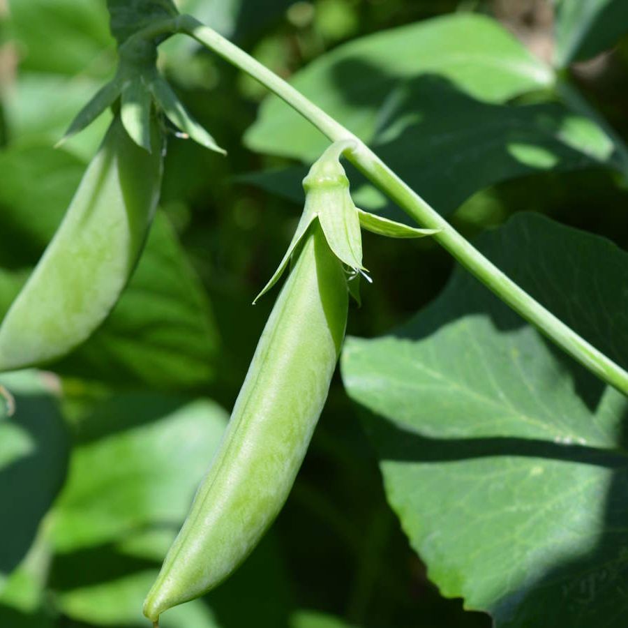 Greenhouse Growing Sugar Snap Peas