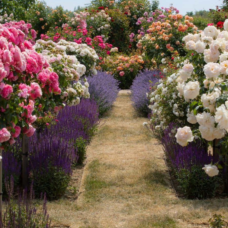 Rose Companion Plants Herbs
