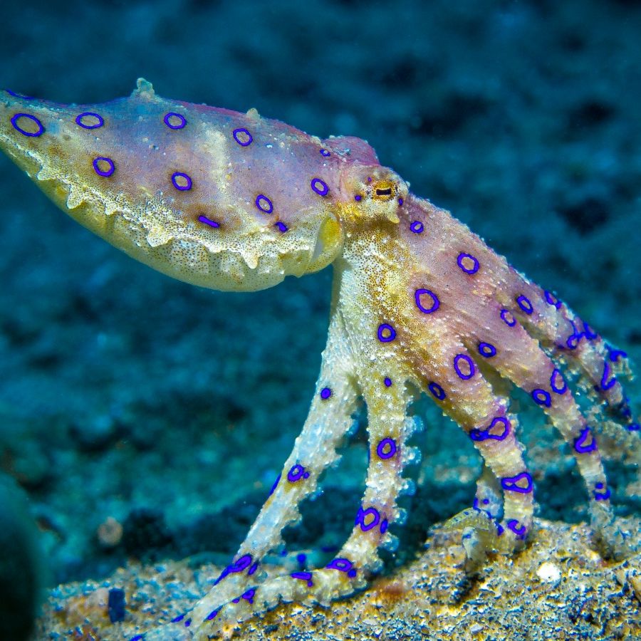 Blue Ringed Octopus Eating