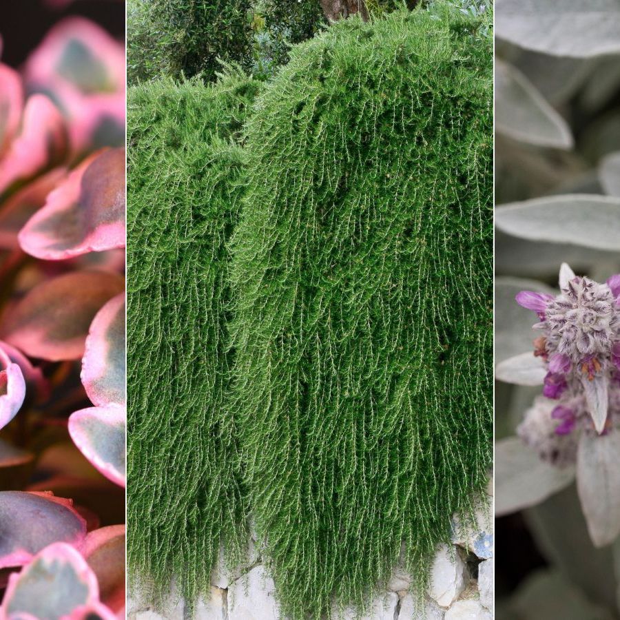 Fire Resistant Ground Cover Plants