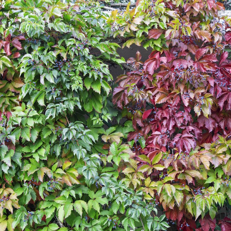 Removing Virginia Creeper Vine