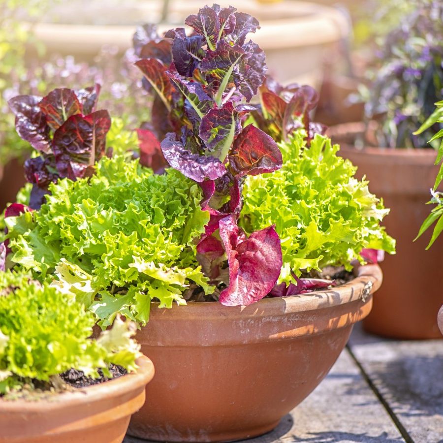 Pots For Growing Patio Vegetables