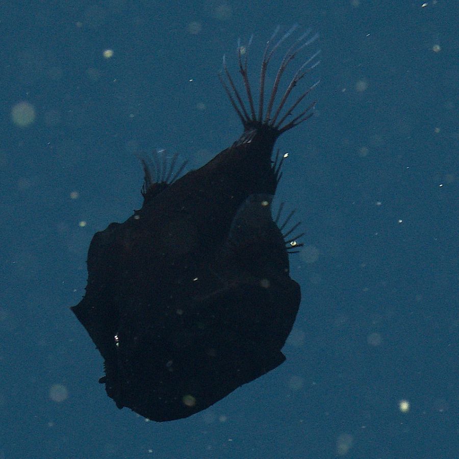 Angler Fish Real Life