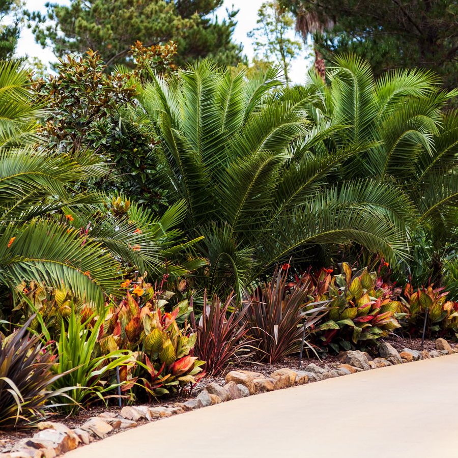 Queen Palm Tree Landscaping