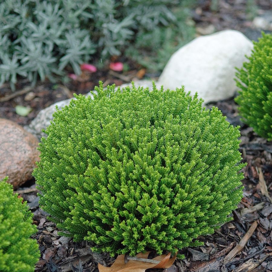 Dwarf Upright Evergreens