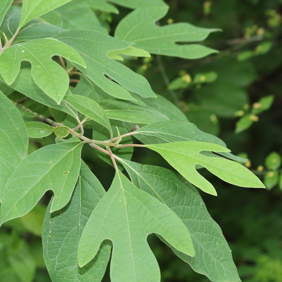 Sassafras Tree Leaves